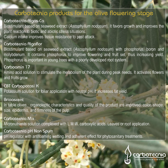 Fertilizers for an excellent nutrition for ovive trees during flowering.